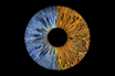 Couple Eye Iris Photo – COSMIC EYE Iris Photo