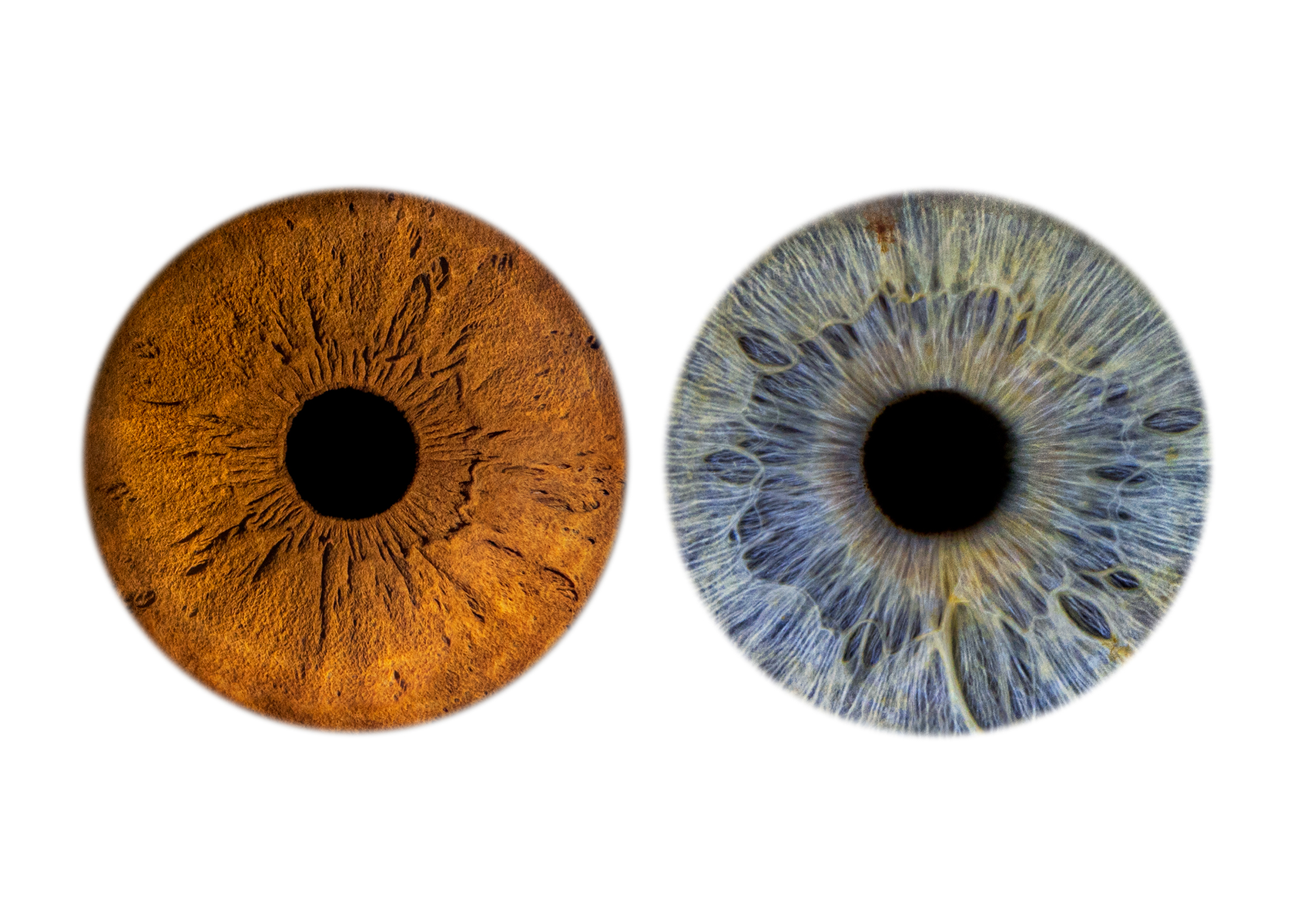 Couple Eye Iris Photo – COSMIC EYE Iris Photo